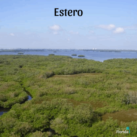 Bonita Springs - Hello From Florida!